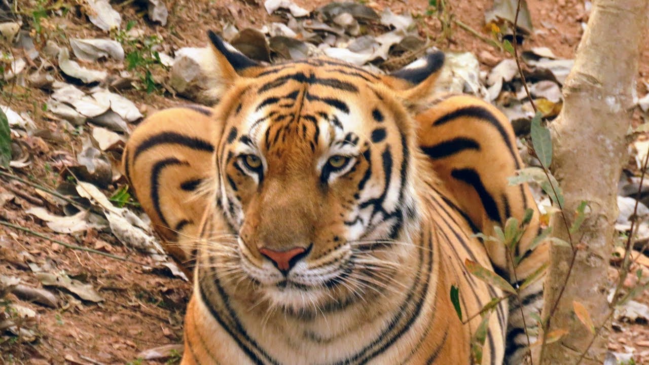 Nandankanan Zoological Park Bhubaneswar Odisha Second Biggest Zoo in ...