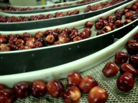 apple packing house - YouTube