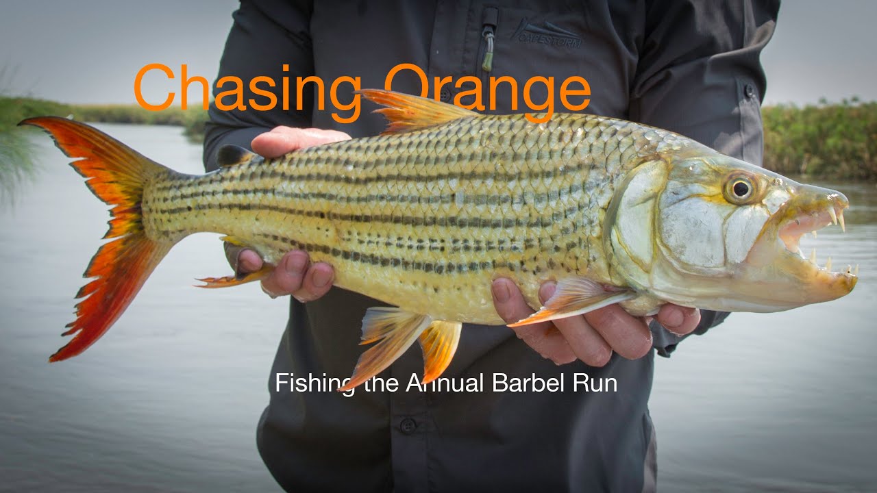 Chasing Orange - Fishing the Annual Barbel Run - YouTube