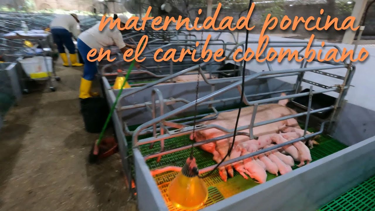 Área de Maternidad: Cerdas y Lechones en en una granja de cria de ...
