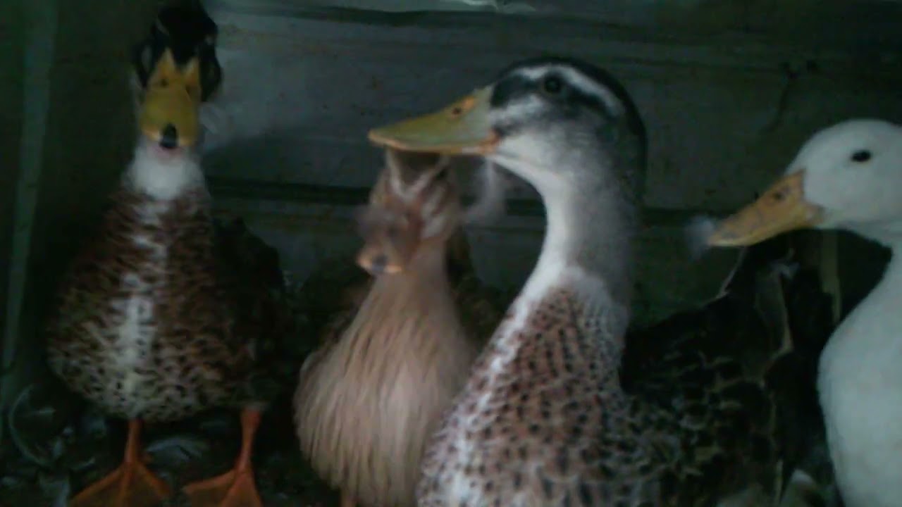 Ducks Riot | Ducks Protesting for their Freedom - YouTube
