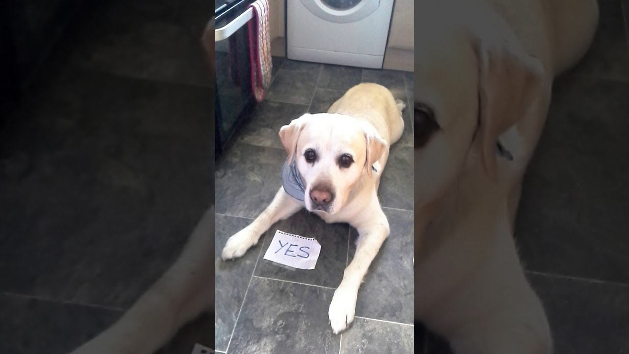 Dog Plays Yes or No || ViralHog - YouTube