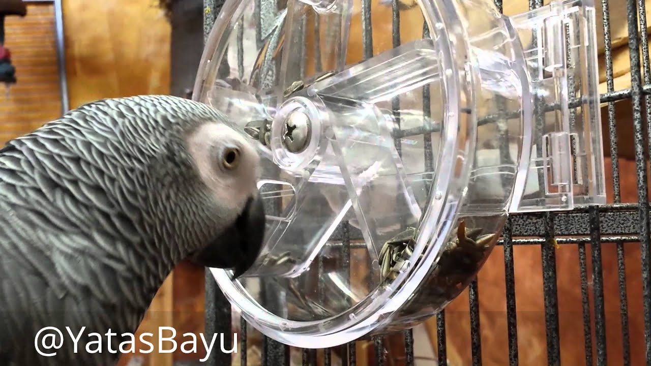 Reinforcement Foraging Wheel / Treat Wheels Papageienspielzeug Test ...