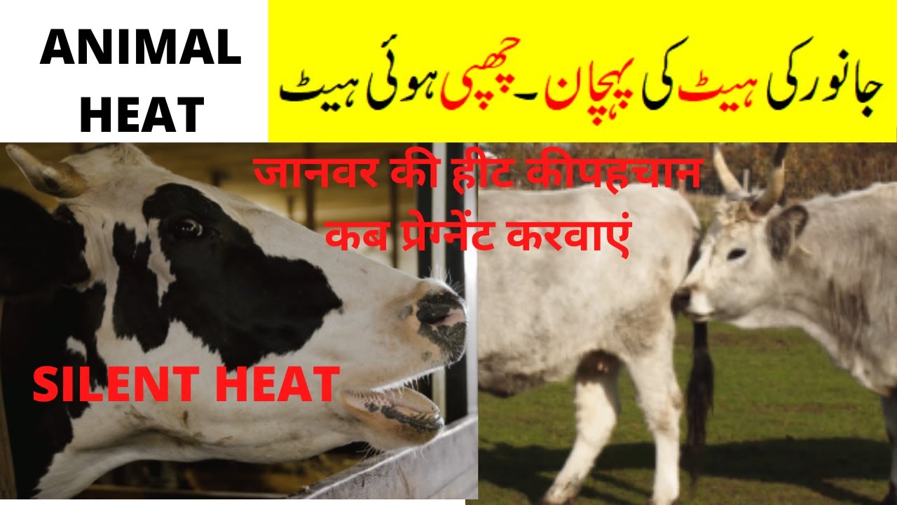 Heat Symptoms in Animal. janwar ko kb gabhn krana chahiyea Heat Cycle ...