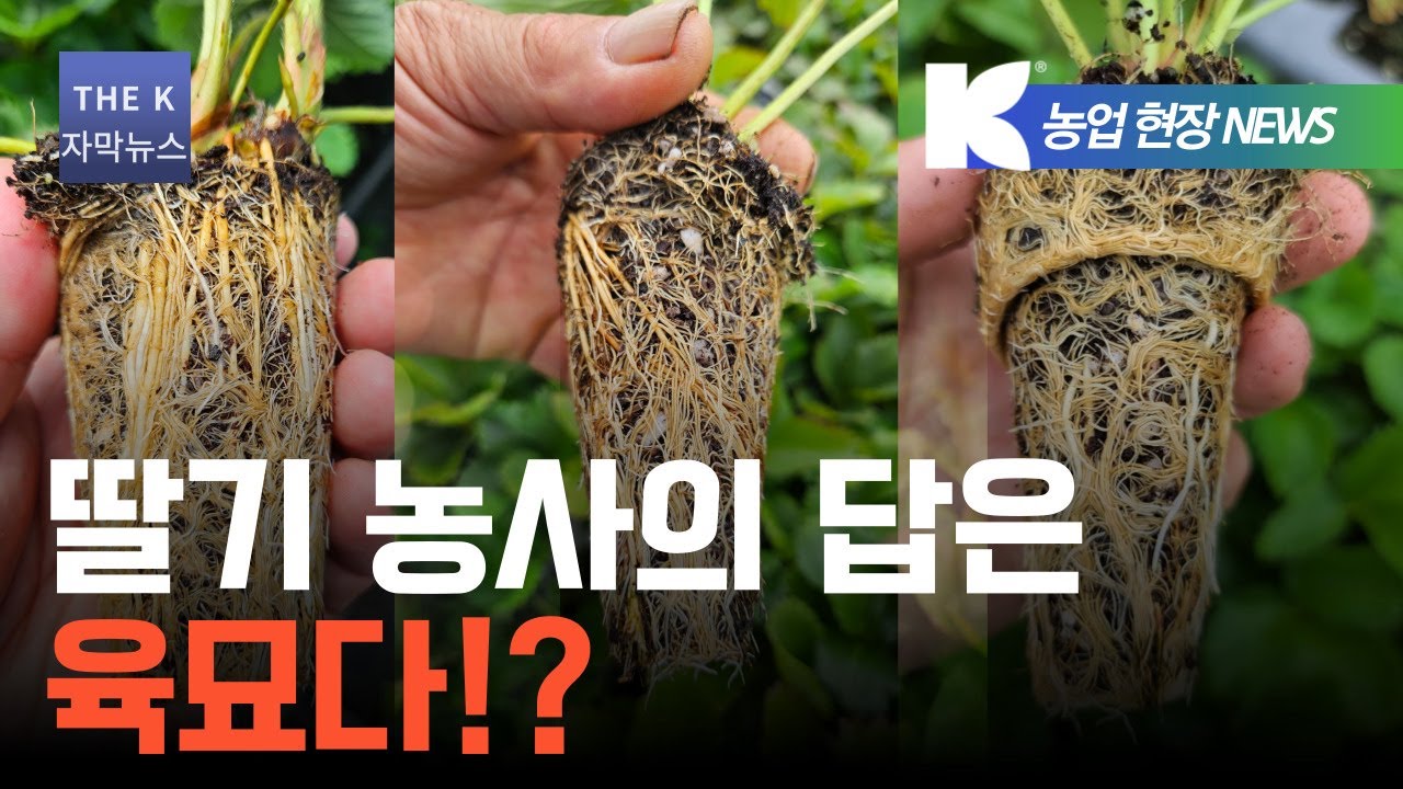 딸기 농사가 쉽지 않지만 우리에게 답이 있다 바로 딸기의 육묘 기간에 남들과 달라야 한다 우리는 그것을 육묘 기술이라고
