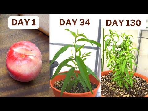 Watch this before you start to grow Peach! The complete guide growing peach from seed.