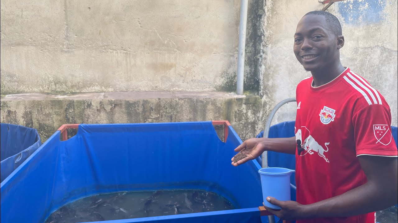 15 Minutes Pour Apprendre À Nourrir Ses Poissons Et Obtenir 500g En ...