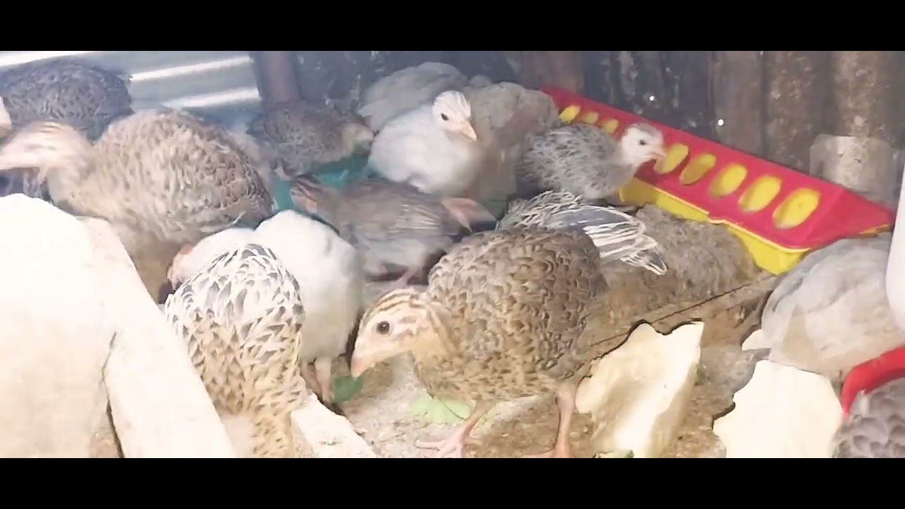 Guinea Fowl Keets - Dotted, Lavender and Royal Purple Kanga Chicks ...