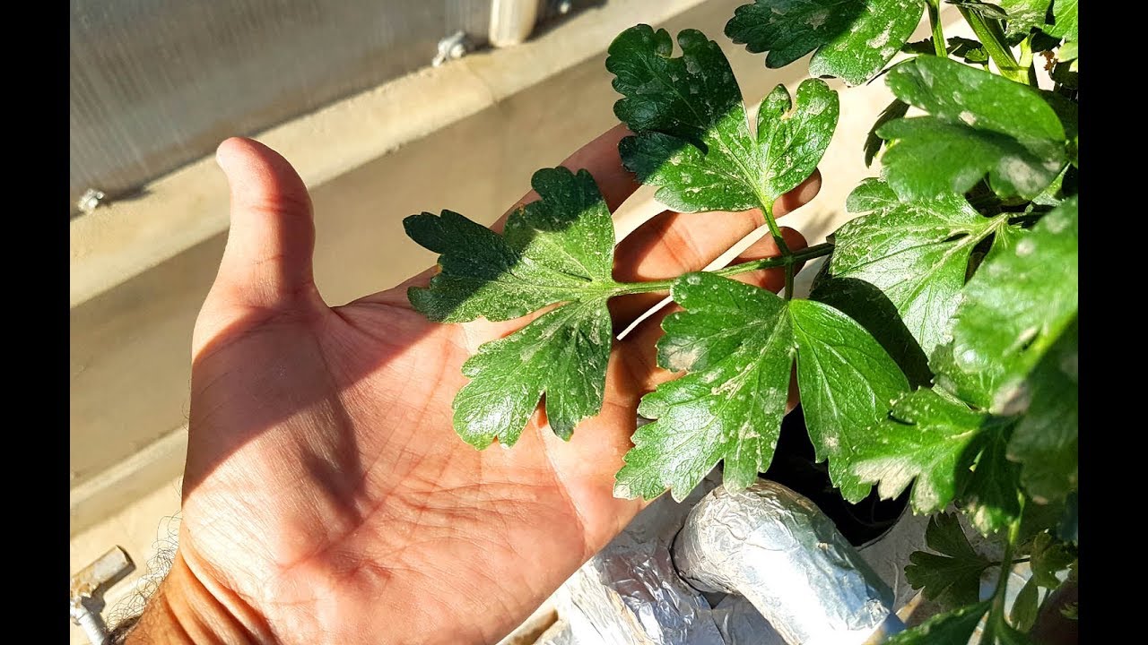 Hydroponic root system, healthy and huge roots in NFT (Nutrient Film ...