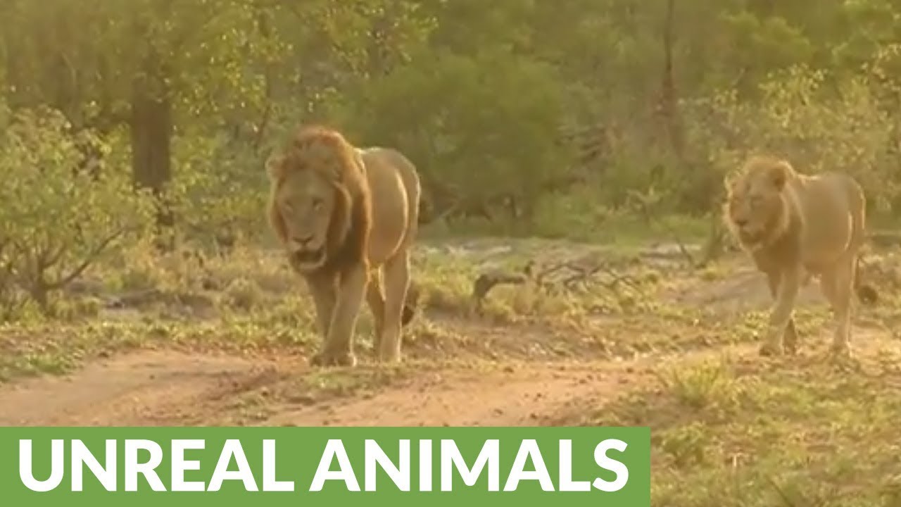 Big male lion suddenly steps on a thorn - YouTube