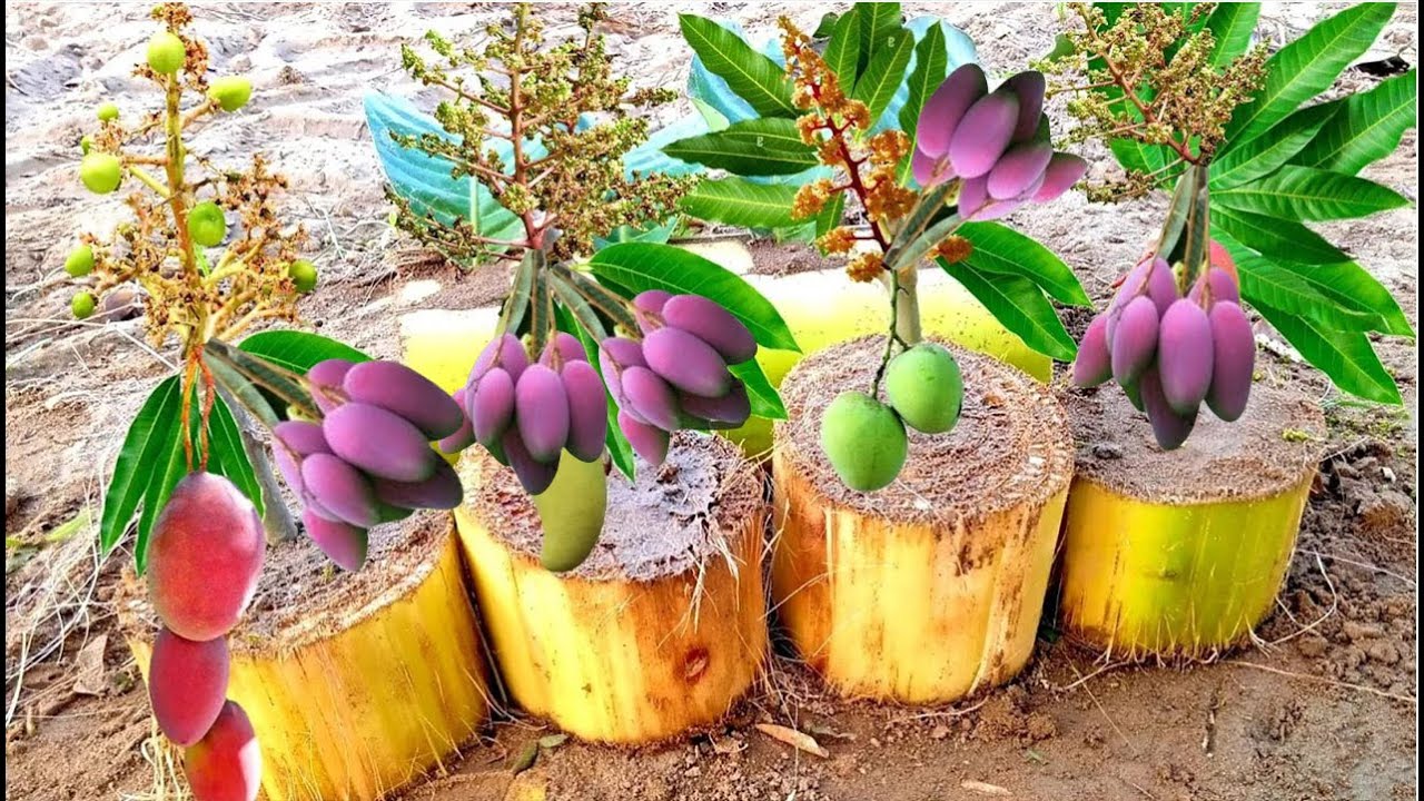 How To Grow Mango Tree From Mango Leaves In Banana Tree Trunk - YouTube