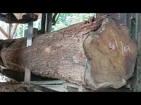 Pabrik penggergajian menakjubkan! proses perajangan kayu akasia bahan mebeler disawmill