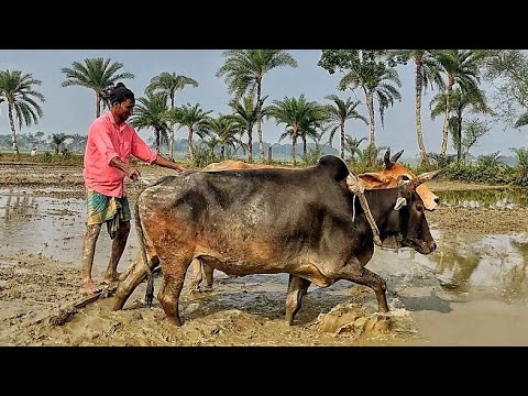 How to Plow mud by Cows // Antiquated method of plough by OX // village ...