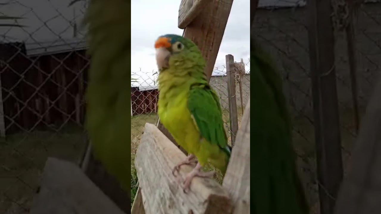 Perico - YouTube