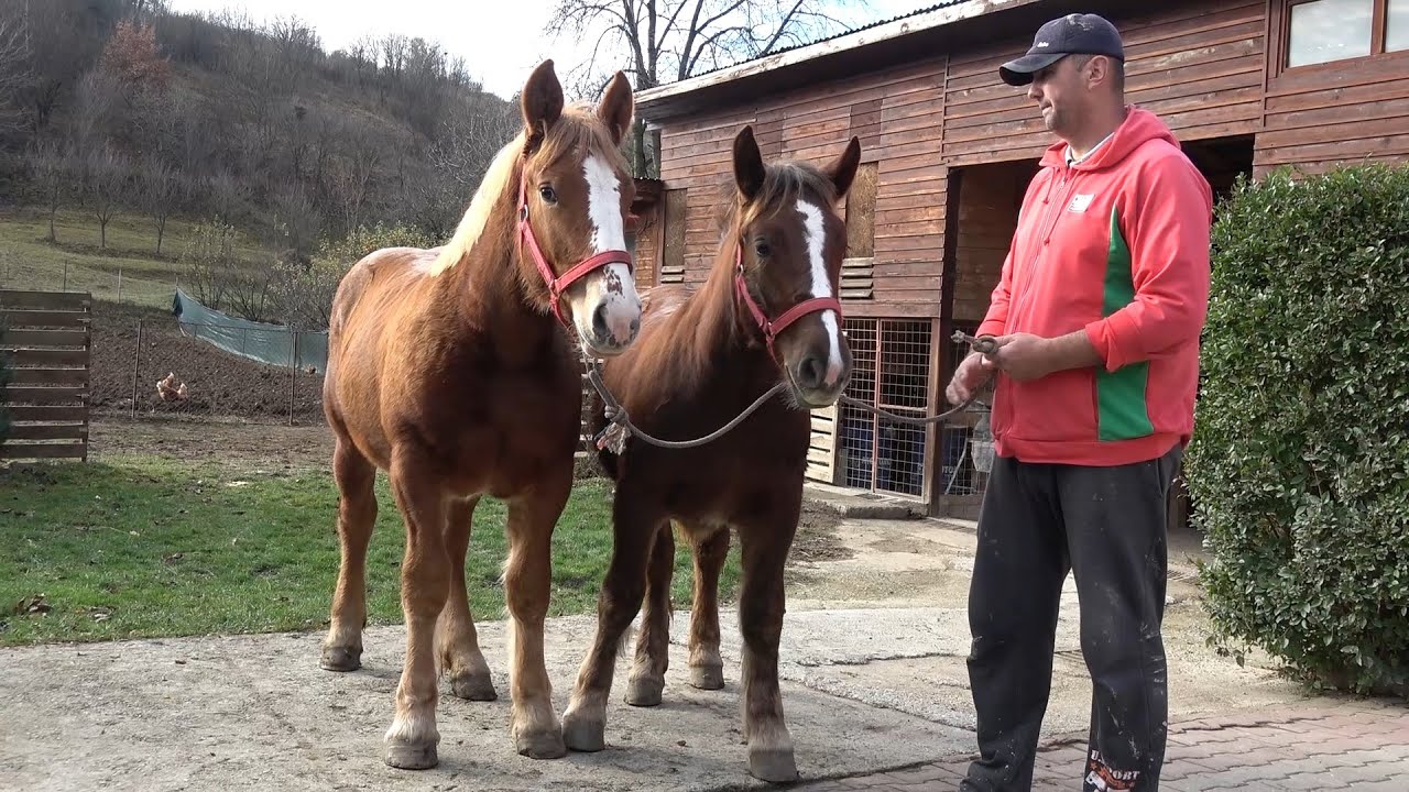 Caii lui Mirel de la Tauti, Cluj - 2019 Nou!!! - YouTube