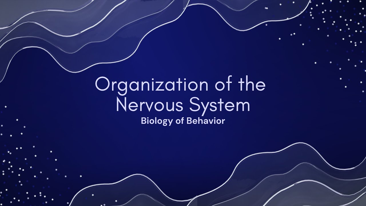Biology of Behavior: Basic Anatomy of the Brain - YouTube