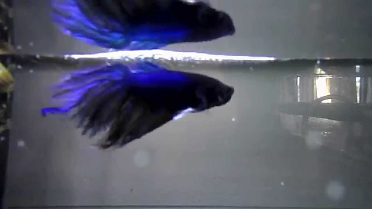 PEZ BETA, MACHO CUIDANDO SUS ALEVINES. - YouTube