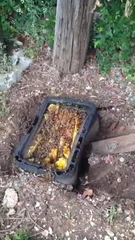 Meter box full of bees. - YouTube