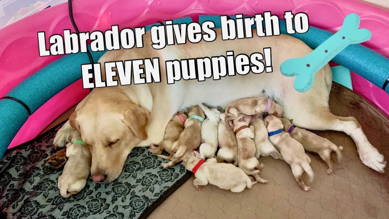LABRADOR gives birth to ELEVEN puppies! (Graphic content) - YouTube