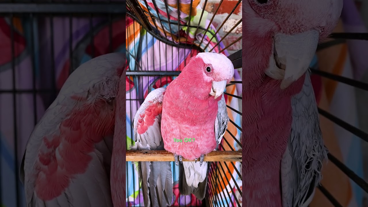Dog Keeps Hugging His New Parrot Friend | The Dodo – Pet News Live