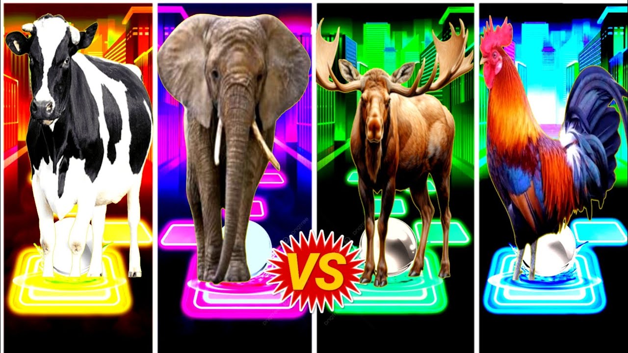 Funny Cow 🆚 Funny Elephant 🆚 Funny Moose 🆚 Rooster.Who In The Bast👍 ...