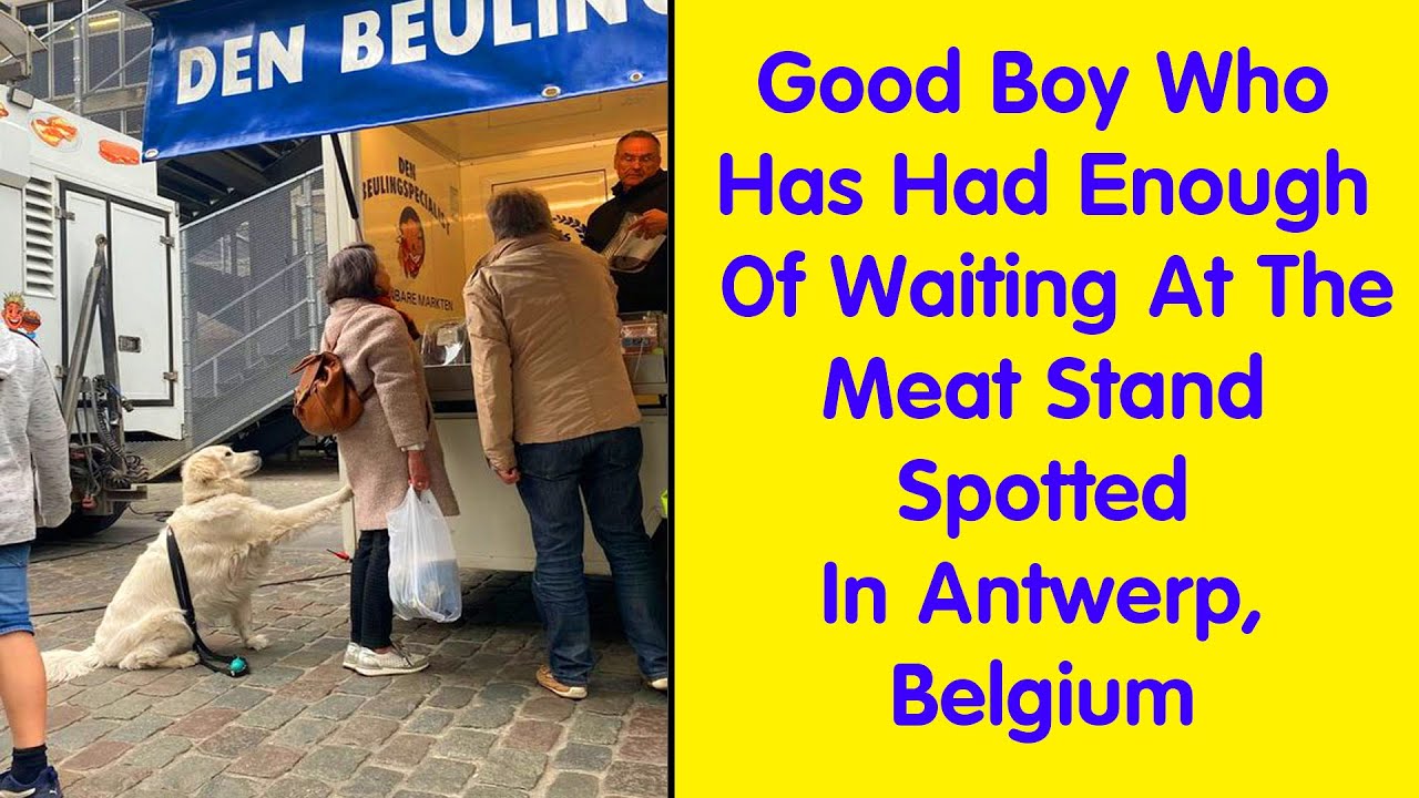 People Share Their Pure And Hilarious Encounters With Random Dogs ...