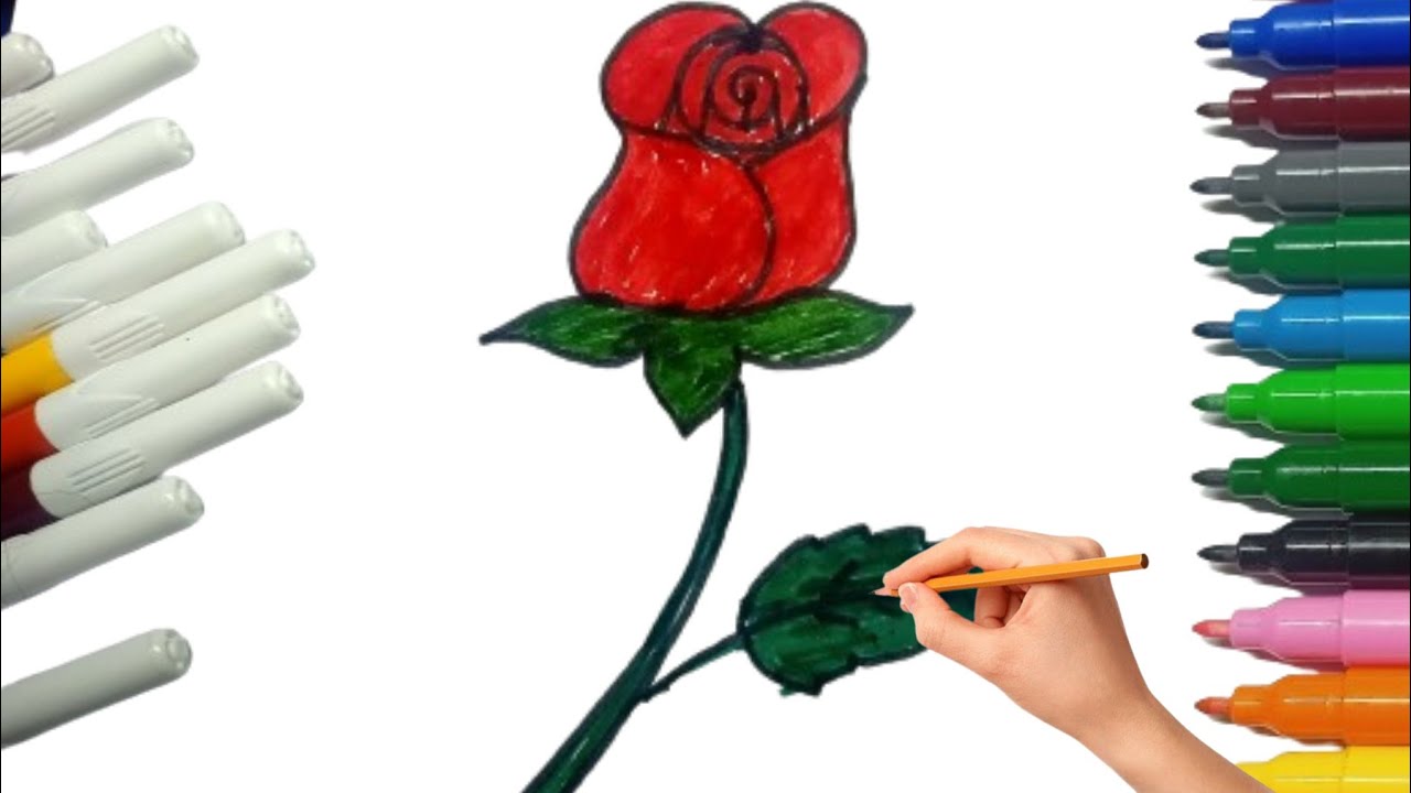 How to Draw & Colour Beautiful Red Rose |Simple & Easy way |Step by ...