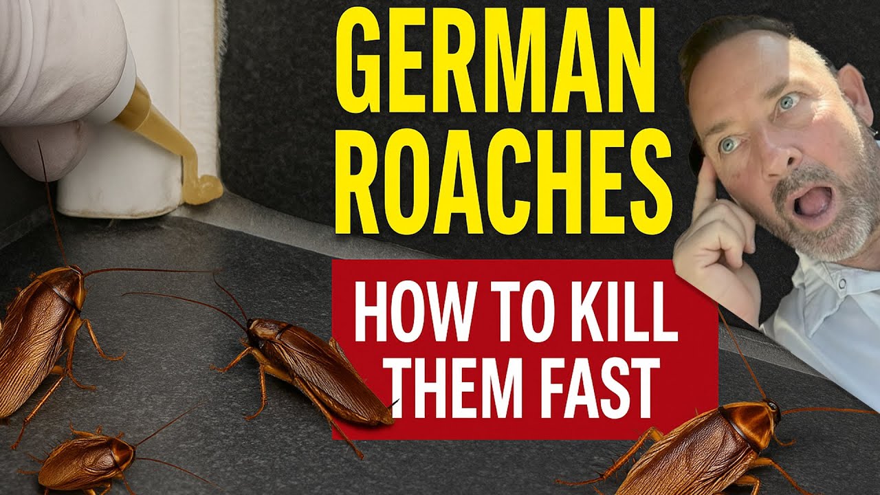 How to Get Rid of German Cockroaches | COMPLETE Step-By-Step Pro ...