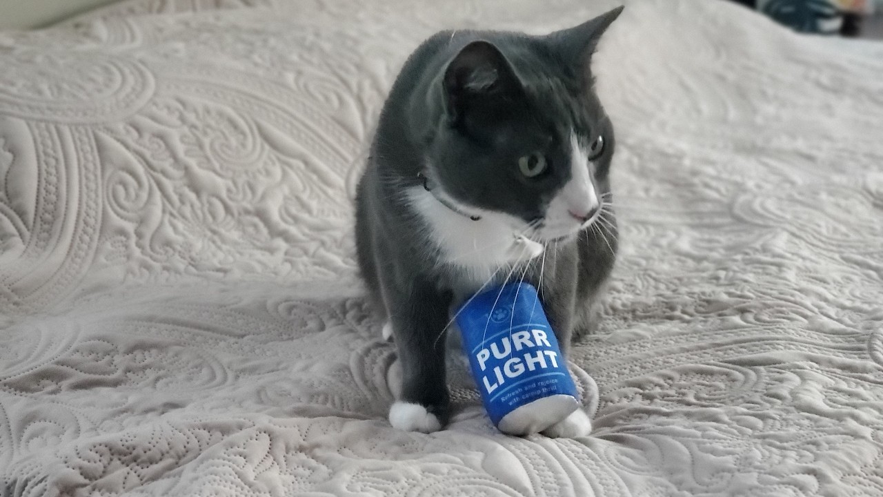 Our cat has a drinking problem 🍻🍺 - YouTube