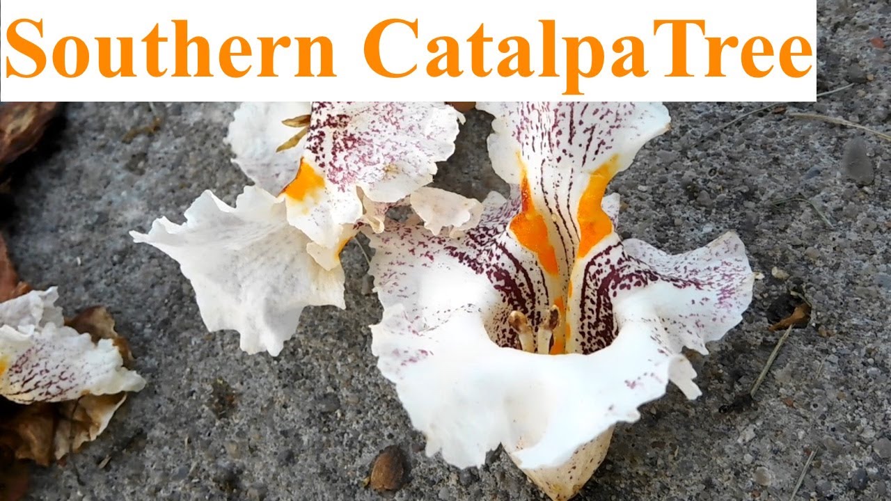 Southern Catalpa Tree - YouTube