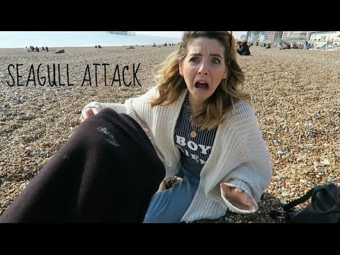 SEAGULL ATTACK!! DAILY VLOG || MARK FERRIS - YouTube
