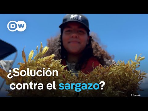 Emprendimiento dominicano ataja la invasión de sargazo