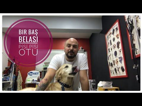 Kedi ve köpeklerin bir numaralı baş belası PİSİ PİSİ OTU!