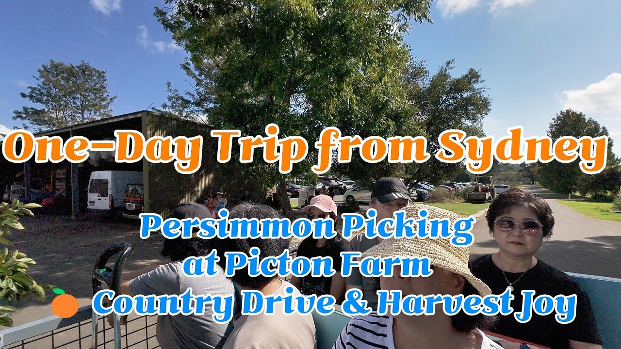 One-Day Trip from Sydney AUSTRALIA | Persimmon Picking at Picton Farm ...