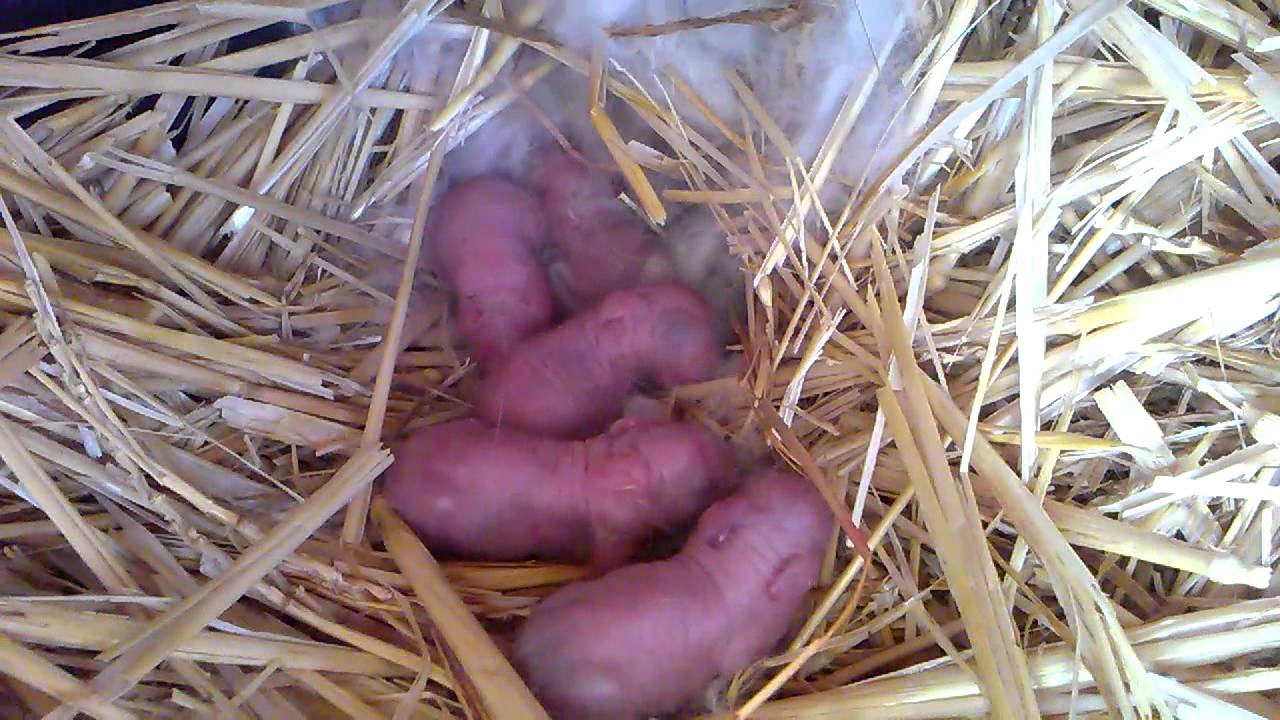 Just Born lionhead rabbit babies - YouTube