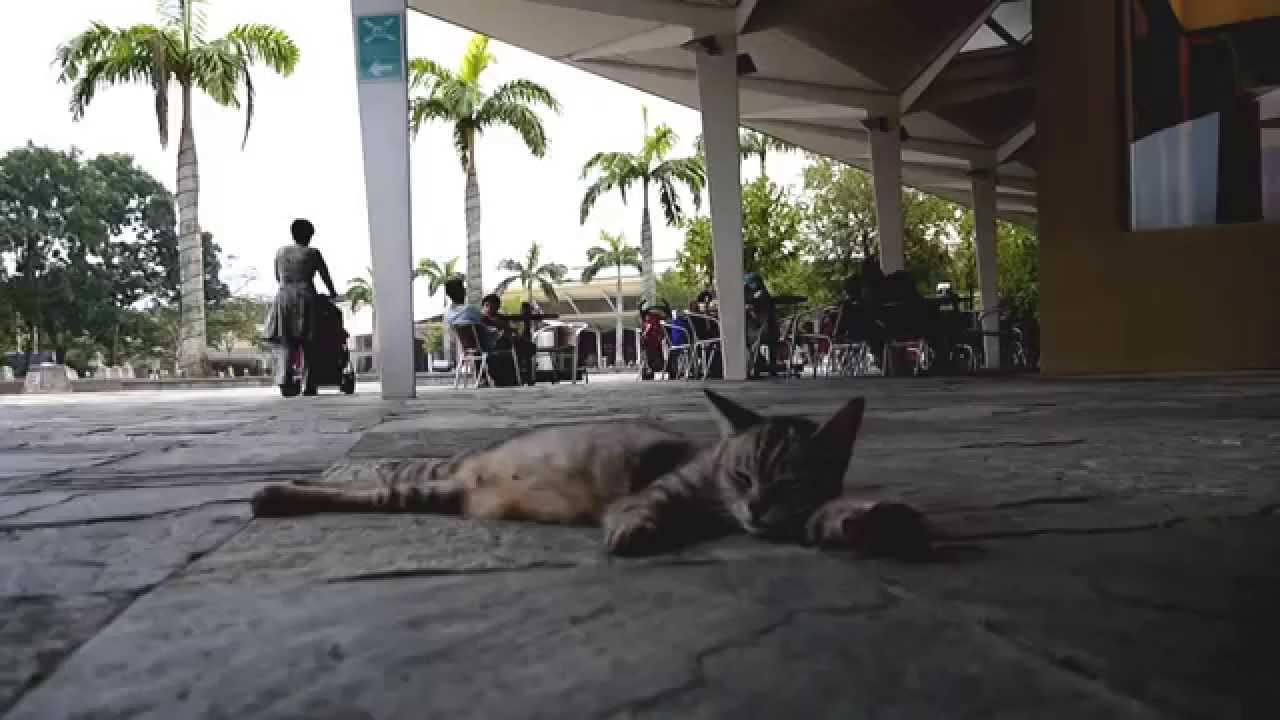 King of Alamanda - YouTube