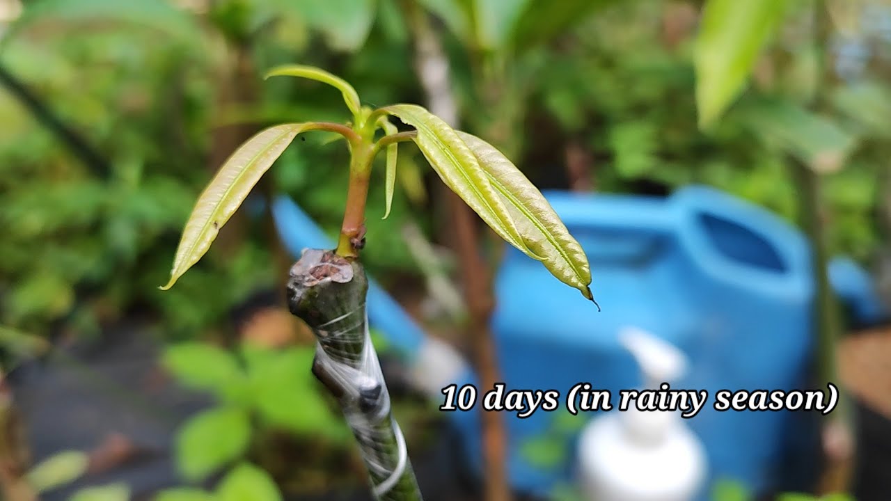 two different varieties on one mango rootstock - YouTube