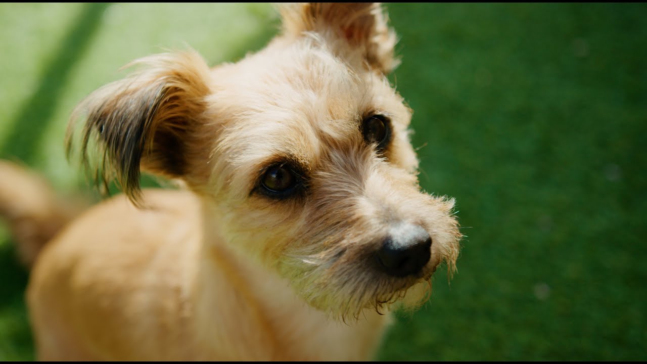 Yappie Dayz | Promotional Video - YouTube