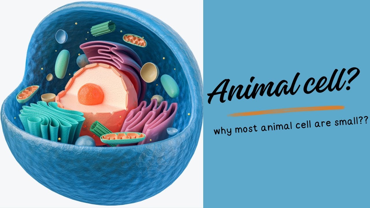 WHAT IS ANIMAL CELL| EXPLORING ANIMAL CELL| - YouTube