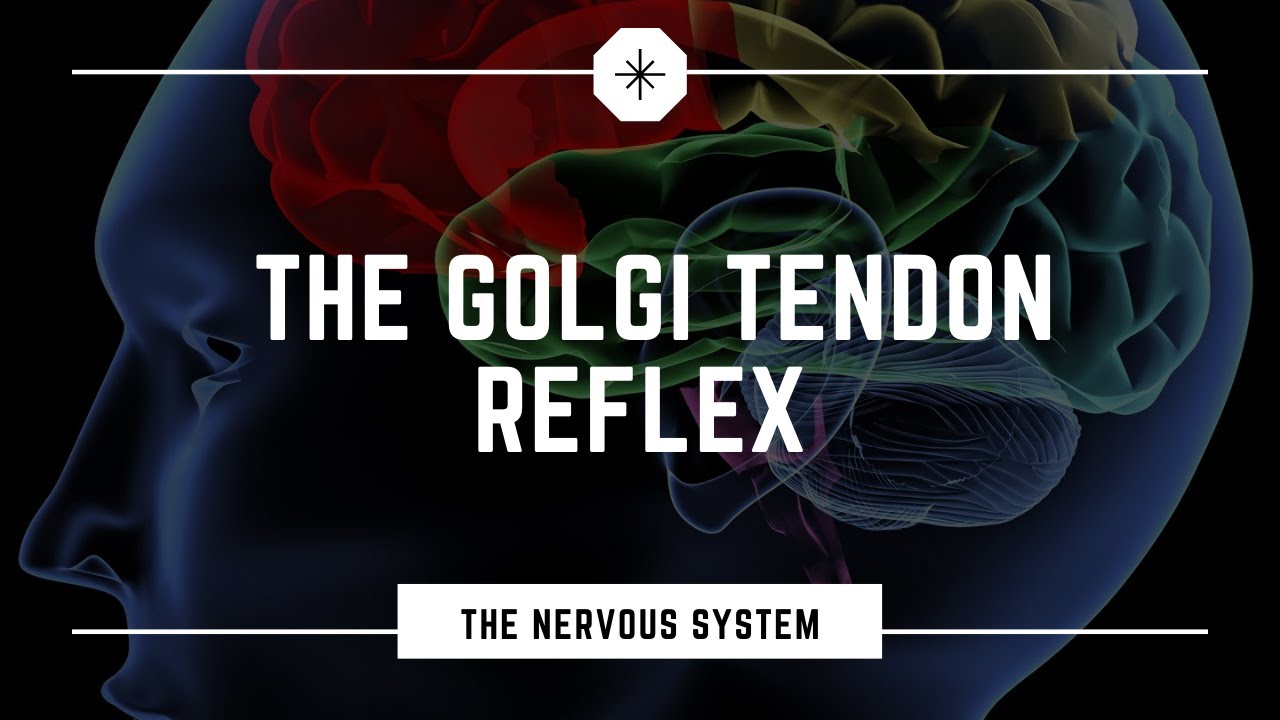 What is the Golgi Tendon Reflex? - YouTube