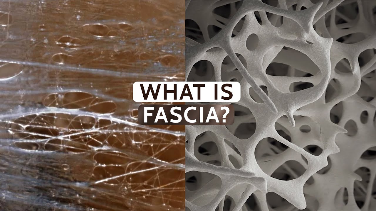 Fascia Explained: The Secret Network Inside You! - YouTube