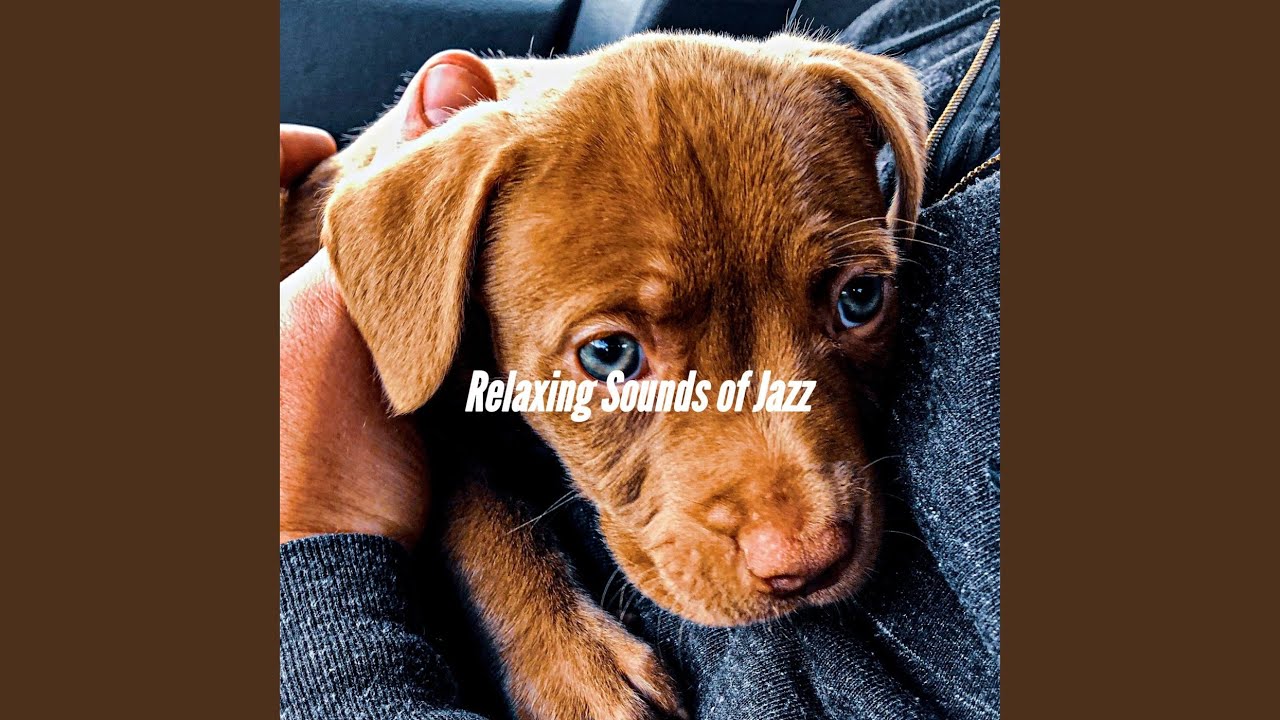 Background for Classy Pups - YouTube