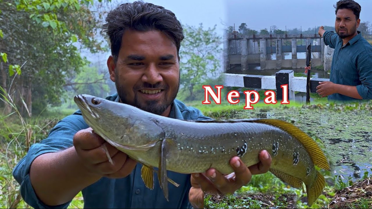 Snakehead fishing in Nepal | frog fishing Malayalam | fish - YouTube