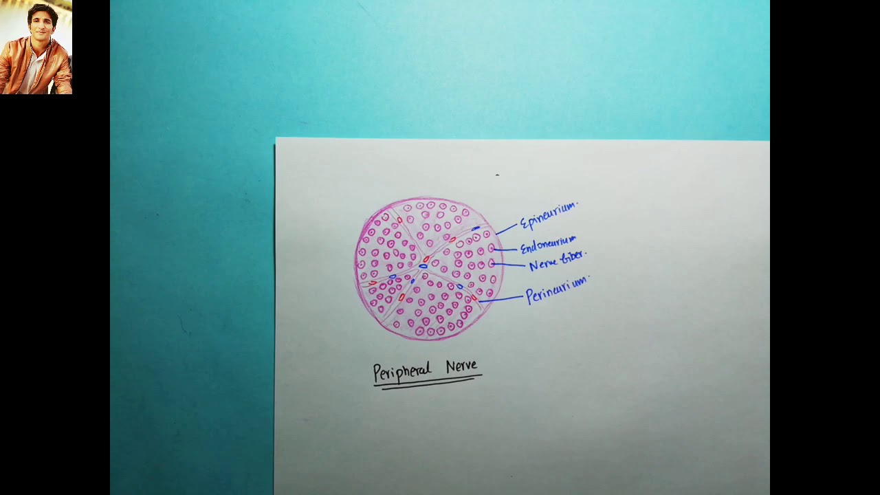 25 How to Draw Peripheral Nerve & Ganglia/Histology/1st Year MBBS - YouTube