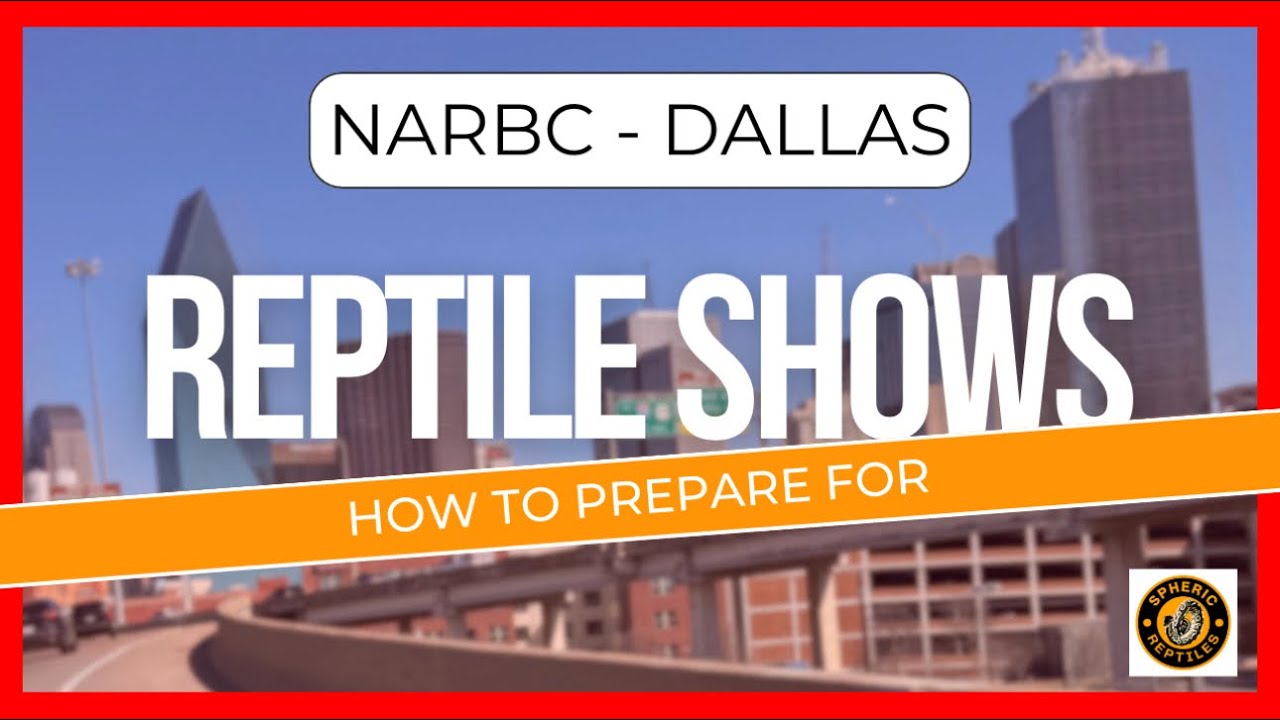 How To Prepare For Reptile Shows | NARBC DALLAS | #reptiles #pets # ...