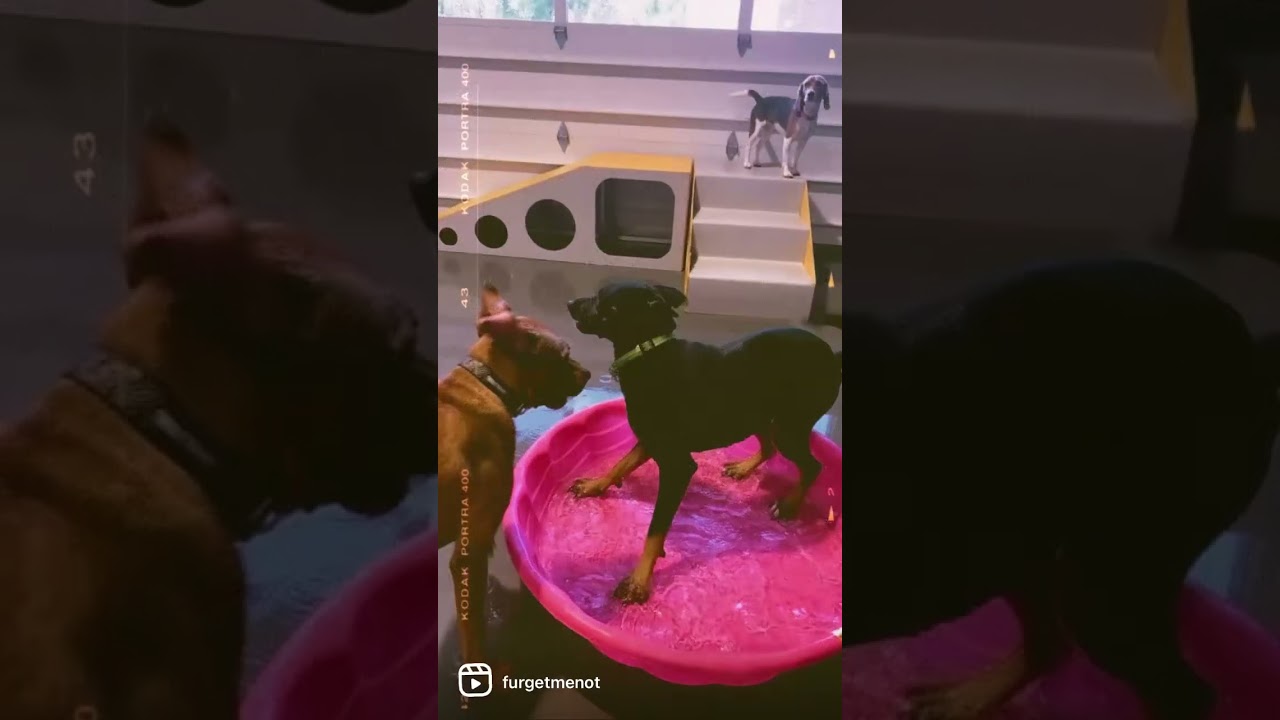 Pool Party - YouTube