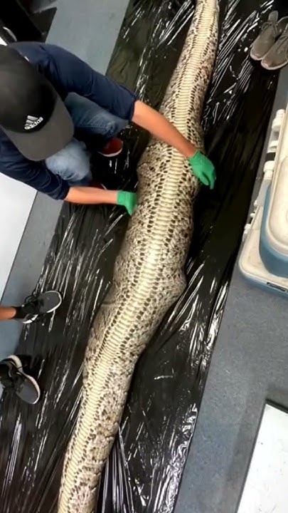 Recently, a 5-ft alligator was found in the stomach of an 18-ft python ...