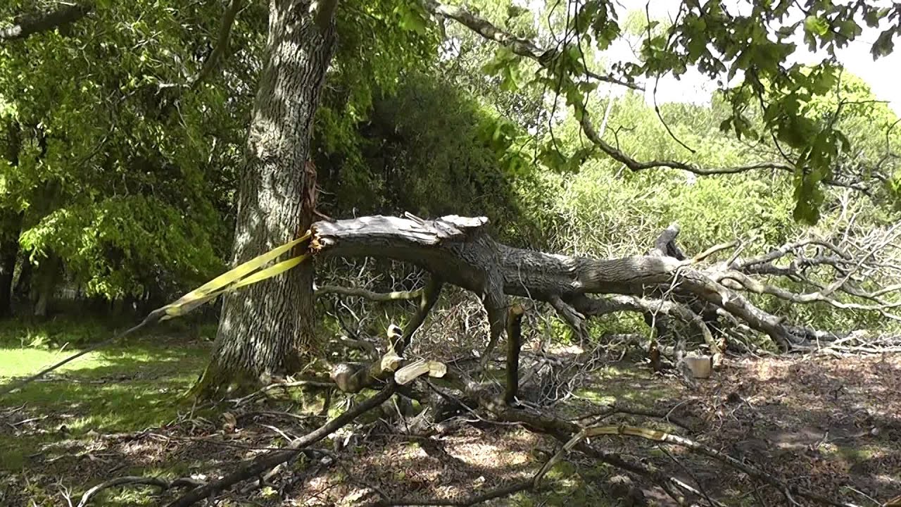 Trewhella Monkey Winch Pulling Down a Massive Branch. Storm Damage ...