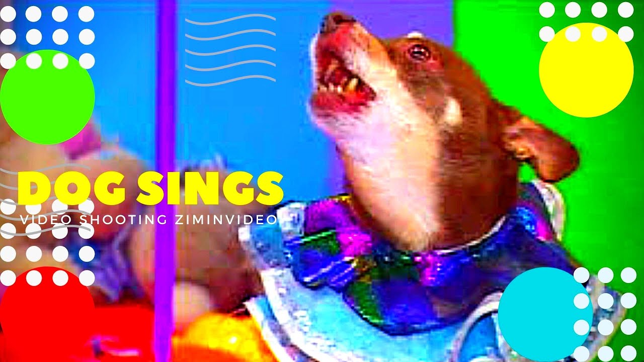 Собака поет Программа Голос Dog Sings 犬の歌 Der Hund Singt 狗唱 Le chien ...