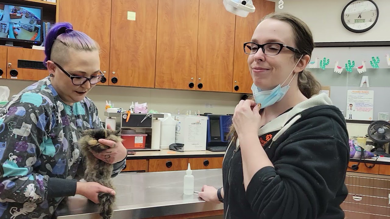 cat jugular blood draw - YouTube